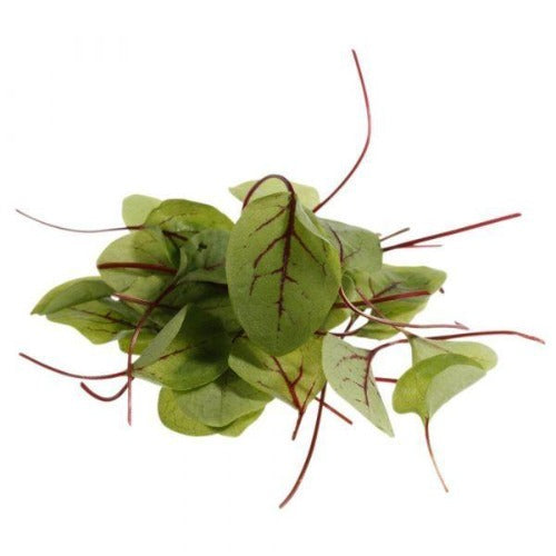 Westlands micro leaf sorrel red vein 20g – LEMON AND LIMES LONDON LTD